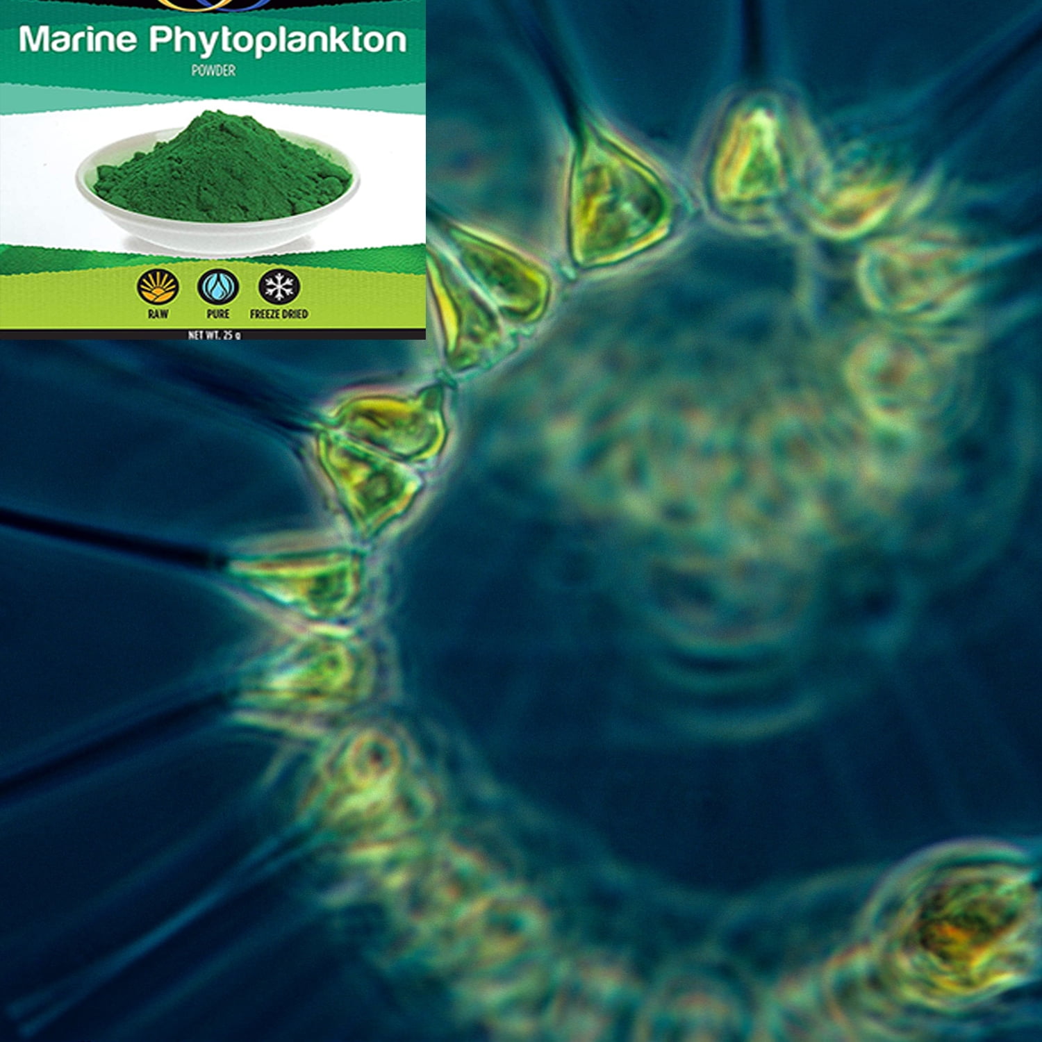 Marine Phytoplankton Powder