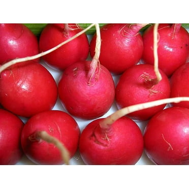 Radish German Giant Great Heirloom Vegetable 300 Seeds - Walmart.com