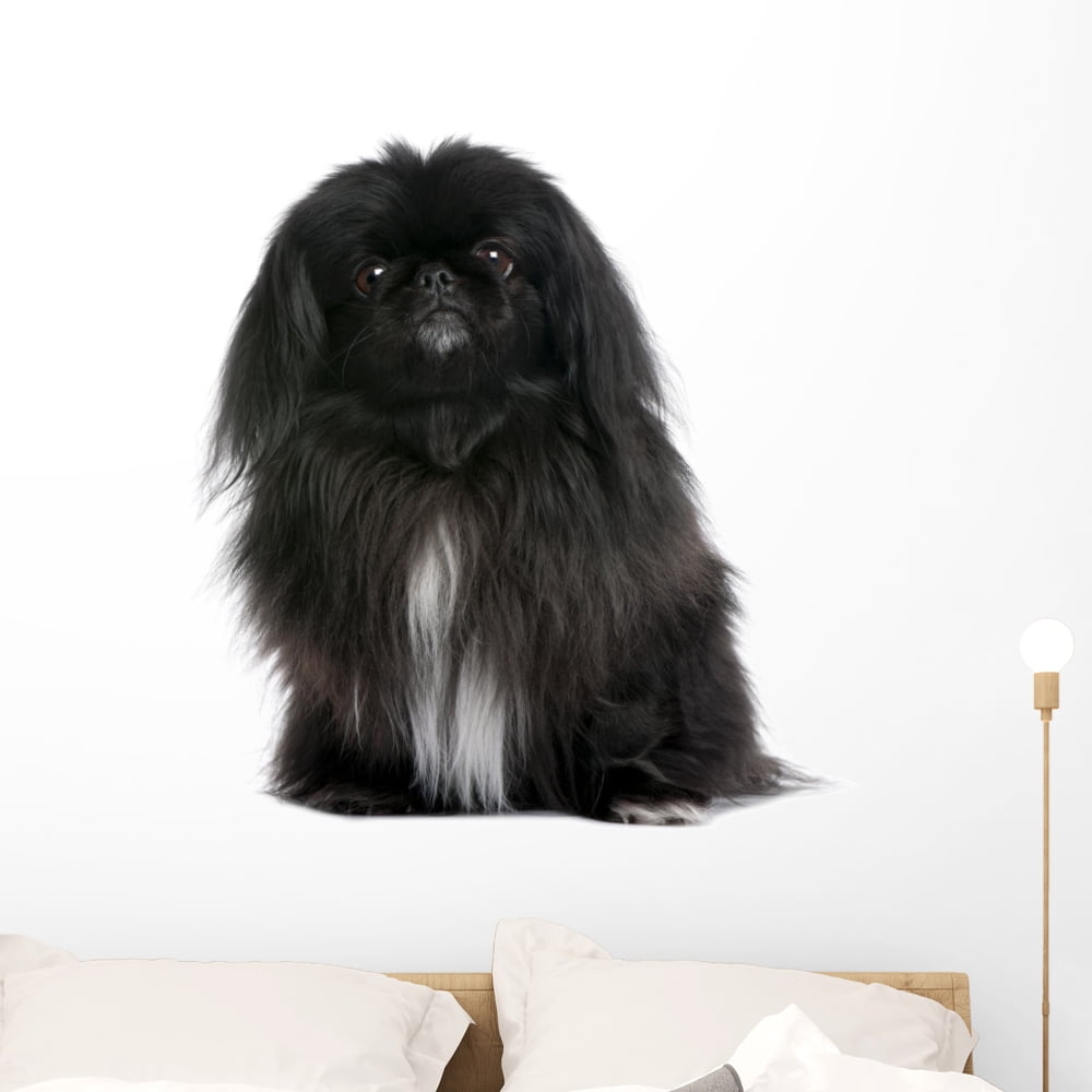 Black Pekingese 6 Years Wall Decal by Wallmonkeys Peel and Stick ...