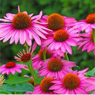 1,000 Mixed Color Coneflower Seeds - Easy to Grow Perennial Flowers ...