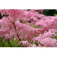 Red Umbrellas Meadowsweet Plant - 4 " Pot - Filipendula - SHADE ...