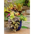 Island Blooms 3.25 Gallon Tropical Combo Planter Planter, Live Plant ...