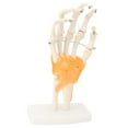 Human Hand Model Hand Joint Display Model for Patient Training Teaching ...