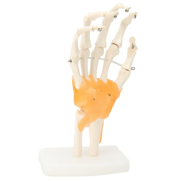 Hand Model, Clear Details Show Details Hand Joint Ligament Model For ...
