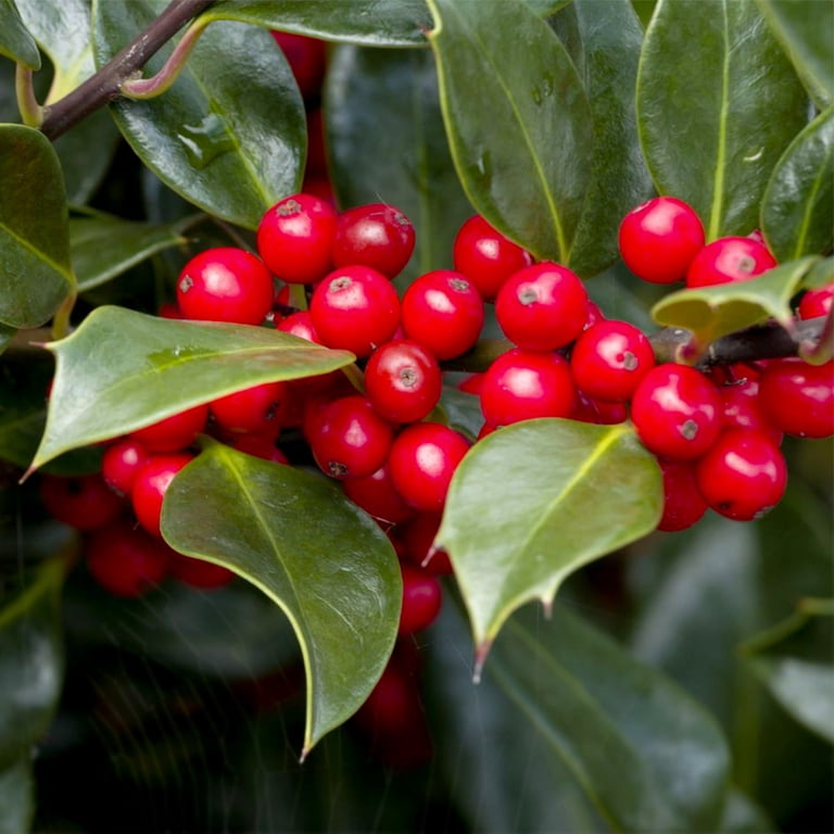 Holly Shrub