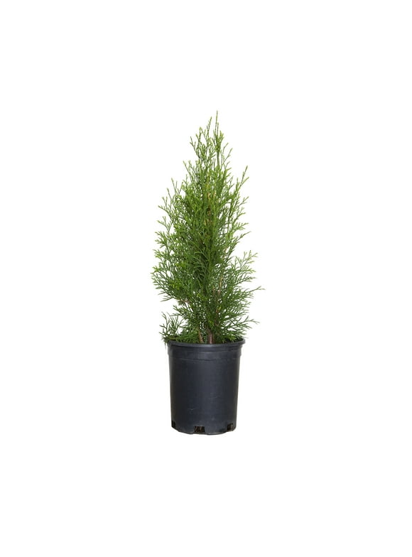 Garden Bushes in Live Plants - Walmart.com
