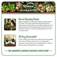 Color Magic Rose Bush - 3 Live Starter Plants in 2 Inch Growers Pots ...