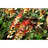 10 FIRECRACKER VINE Flower Mina Lobata Exotic Love Spanish Flag Ipomoea ...