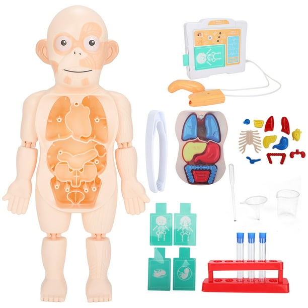 Modelo de órgano infantil, Conjunto de modelo de órgano infantil ...
