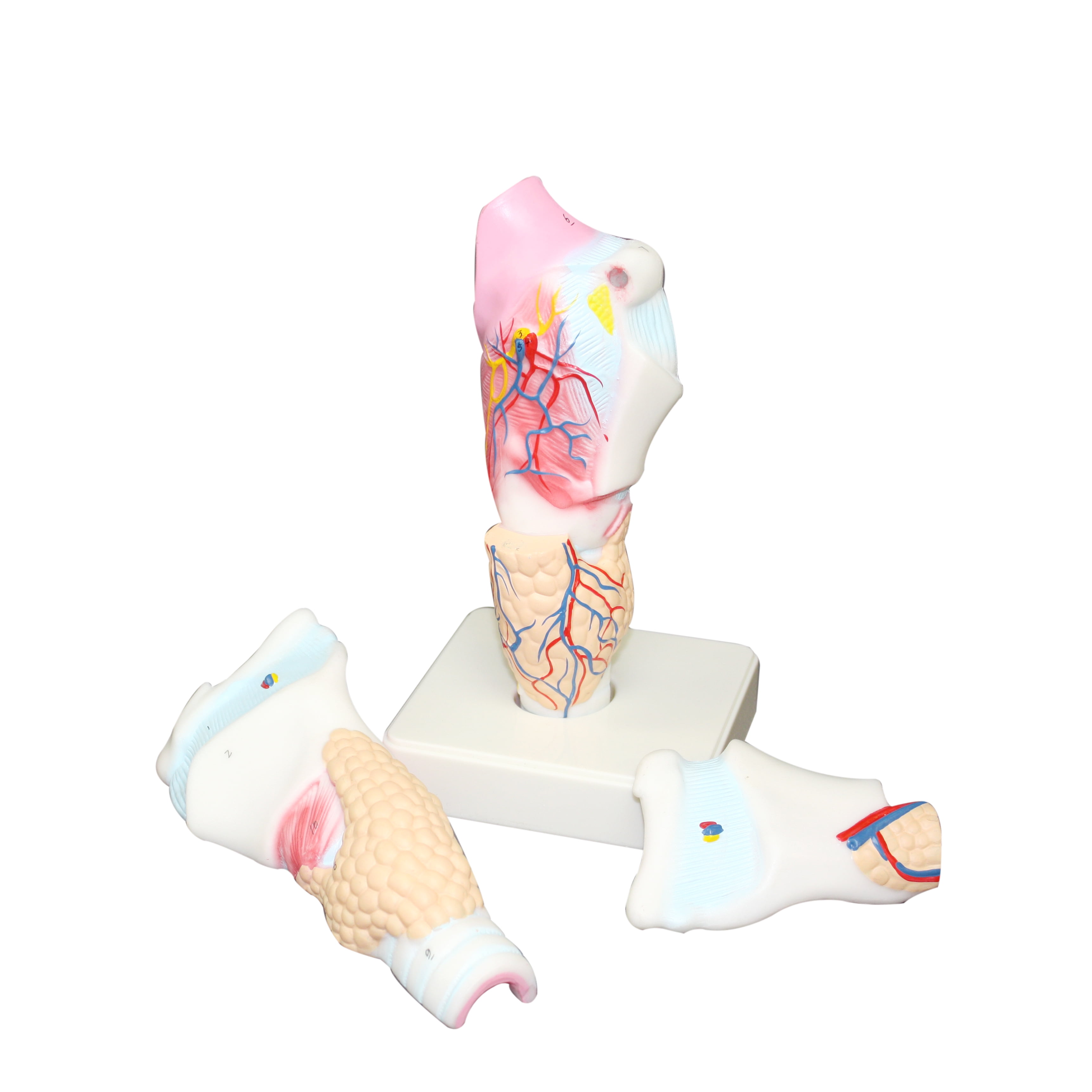 Isaac Technologies IC-B10473 Human Larynx Model | Walmart Canada