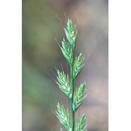 Winter Rye Seeds - 25 Lbs Bulk - Non-GMO Rye Grain Cover Crop Seeds ...