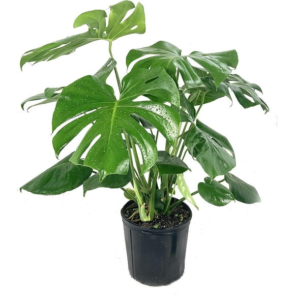 Monstera Deliciosa Thai Constellation