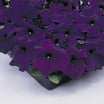 Petunia - Supercascade Series Flower Garden Seed - 1000 Pelleted Seeds ...
