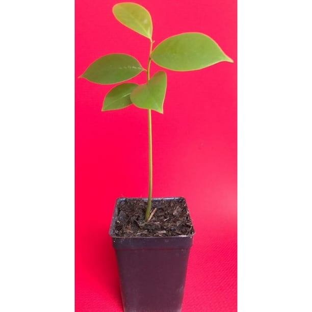 Annona Muricata Graviola Soursop Guanabana Potted Starter Seedling ...
