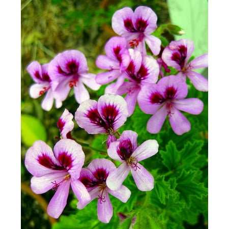 Lemon Rose Scented Leaf Geranium - Inside/Out - Qt Pot - Repels ...