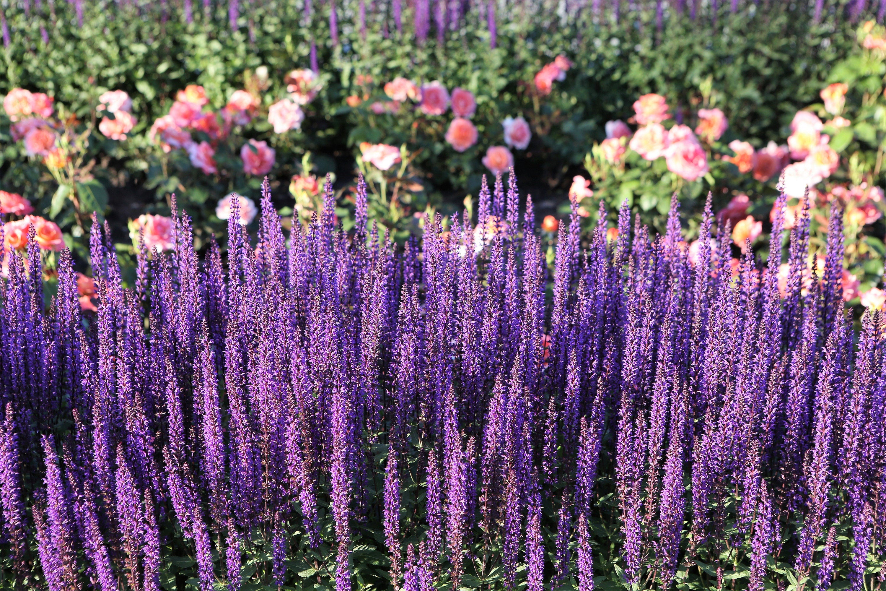 200 MUNSTEAD LAVENDER Blue English Lavandula Angustifolia Munstead ...
