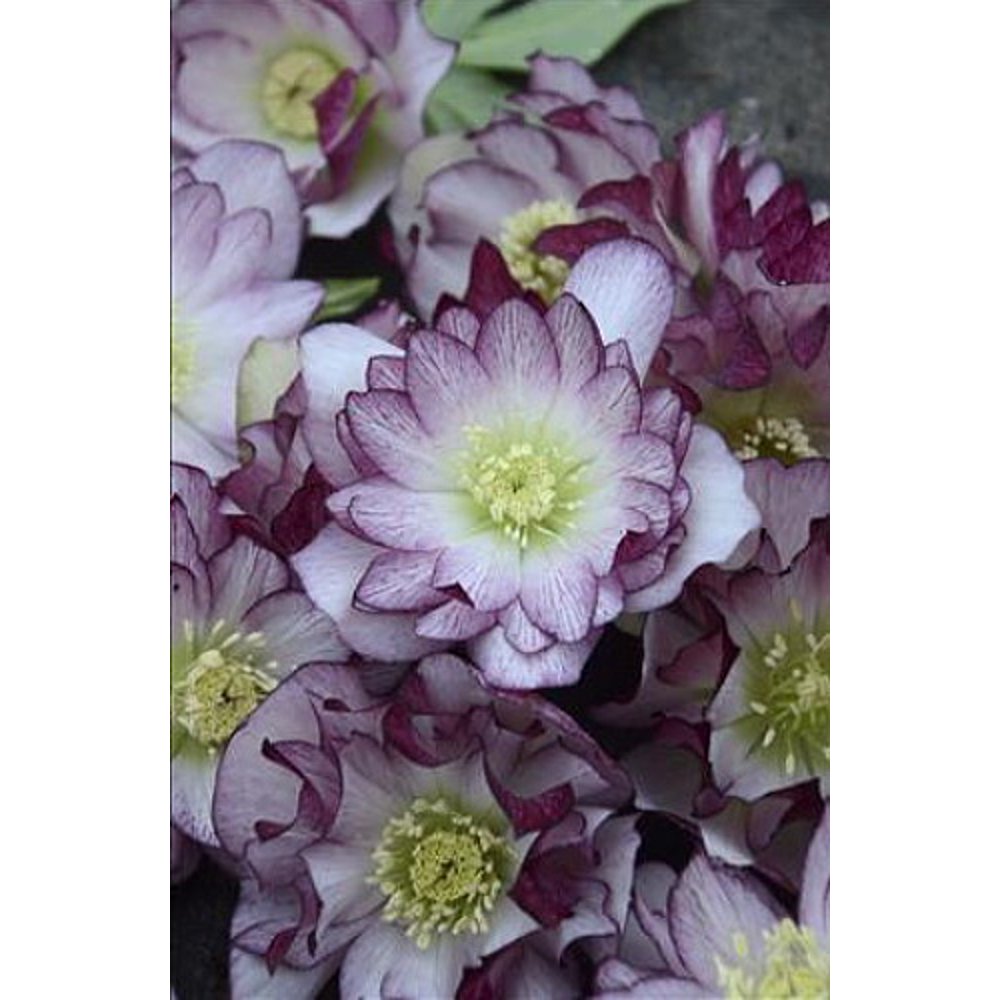 Wedding Party™ Blushing Bridesmaid Christmas/Lenten Rose - Helleborus ...