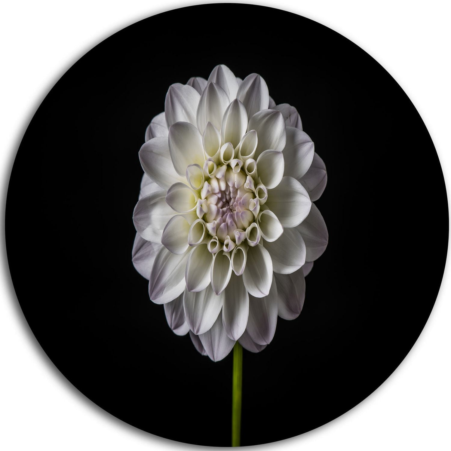 Click here for Designart Design Art Isolated Dahlia Flower In Bla... prices