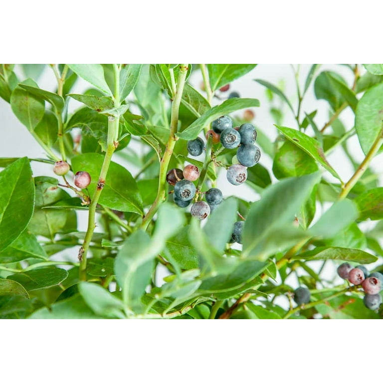 Boutiful Blueberry Blue