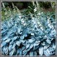 Midnight Blue Hostas for Planting-(Non-Artificial)-Easy to Grow & Quick ...