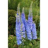 1000 TRUE BLUE HYSSOP Hyssopus Officinalis Thymus Hyssopus Herb Blue ...