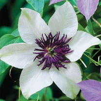 25 Light Blue Clematis Seeds Flowers Seed Bloom Perennial Flower 413 US ...