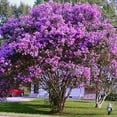Crape Myrtle Twilight 1 Extra Large 3 Gallon Plant Lagerstroemia Indica ...