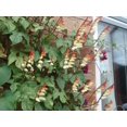 10 FIRECRACKER VINE Flower Mina Lobata Exotic Love Spanish Flag Ipomoea ...