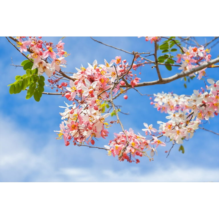 Pink Shower Tree Cassia Javanica