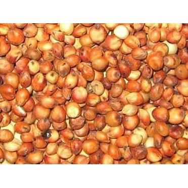 Milo Grain Sorghum Seed - 50 Lbs. - Walmart.com