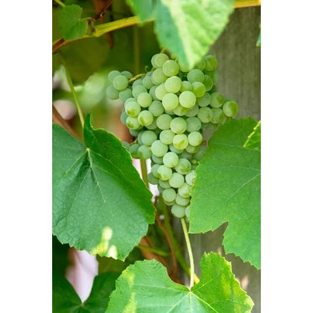 Rooting Grape Vines