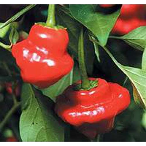 Pepper Hot Jamaican Red Great Heirloom Vegetable 100 Seeds - Walmart.com