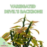 Euphorbia Variegated Devil's Backbone, Pedilanthus tithymaloides - Rare ...