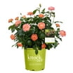 Fragrant Live Rose Plant - Fresh Heirloom Roses Portlandia‚Ñ ...