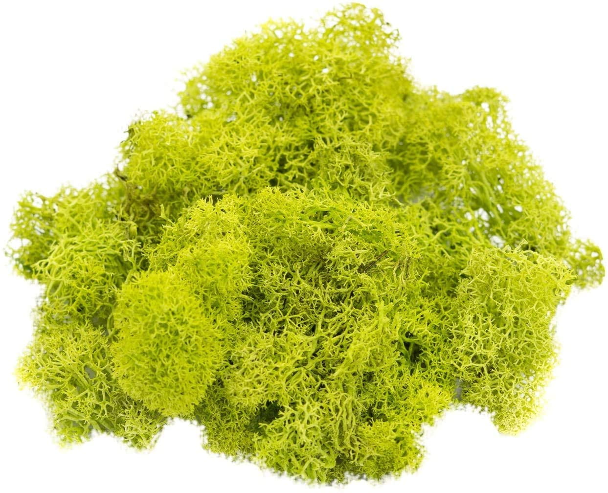 Reindeer Moss Preserved | Chartreuse Moss | 4oz for Potted Plants ...
