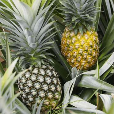 Elite Gold Pineapple Plant 4-7" Tall for Planting, Pineapple Plant ...