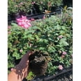Pink Double Knock Out® Rose - Live Plant | 1 Quart | Full Sun | Repeat ...