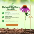 Outsidepride Midwest Wildflower Seed Mix - ITL1 1 Lb. Premium Annual ...