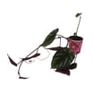 Hirt's Gardens Purple Prince St. Joseph's Coat Plant, Alternanthera, 2. ...