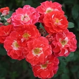 Heirloom Roses - Spirit Abundance English Legend Rose Plant - Walmart.com
