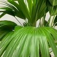 Tropical Plants of Florida 30" to 32" Chinese Fan Palm Tree Plant ...