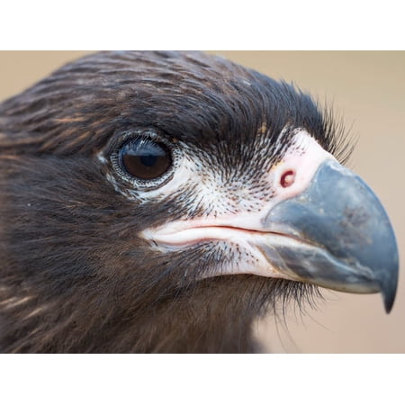 Juvenile with typical pale skin in face Striated Caracara or Johnny ...