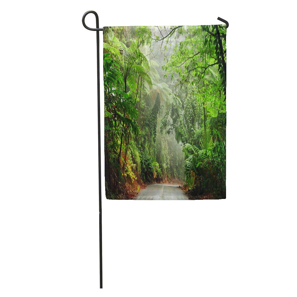 POGLIP Green Rainforest Daintree National Park Queensland Australia ...