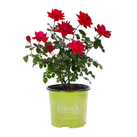 Knockout 1gal Pink Rose Live Shrub Plant Sun - Walmart.com