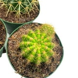 Barrel Cactus Assortment, 4 inch Set of 3, Easter Lily, Lemon Barrel ...