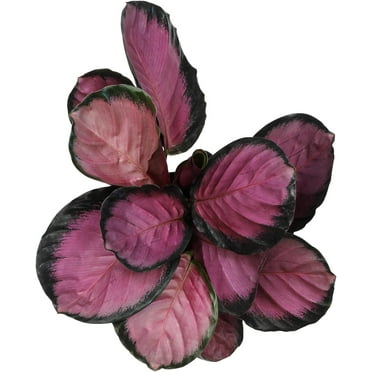 Calathea Pink Picturata, Hot Pink Roseopicta, Rosey Pink Star, Rosy ...
