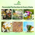 Outsidepride 5 lb. All Perennial Wild Flower Seed Mix for All States ...