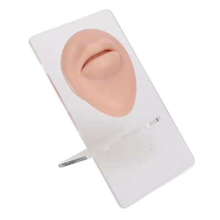 Piercing Practice Mouth Model,Simulated 3D Mouth Model Piercing Model ...