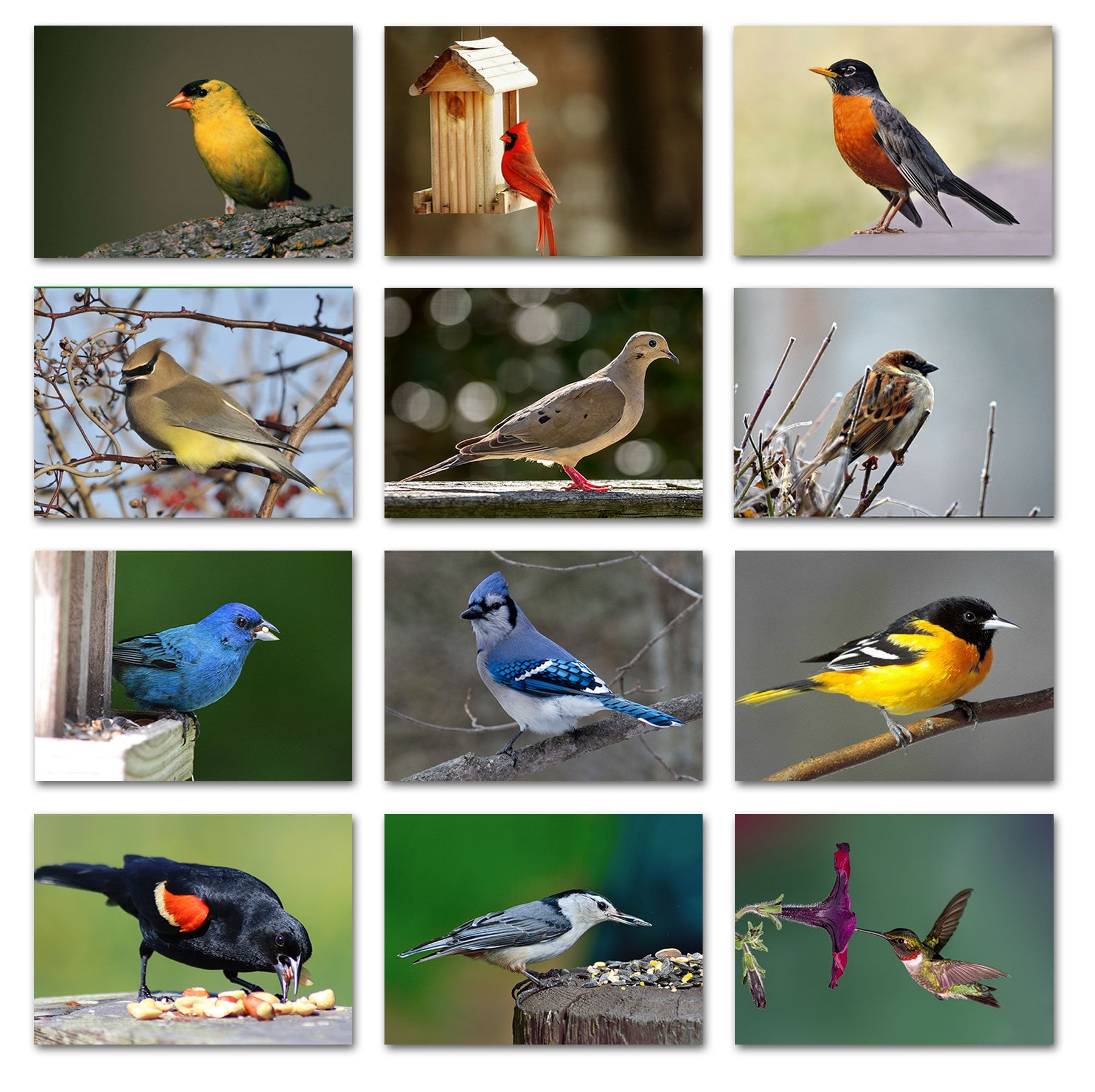 Midwest Backyard Bird Greeting Cards With Identification Card - 12 ...