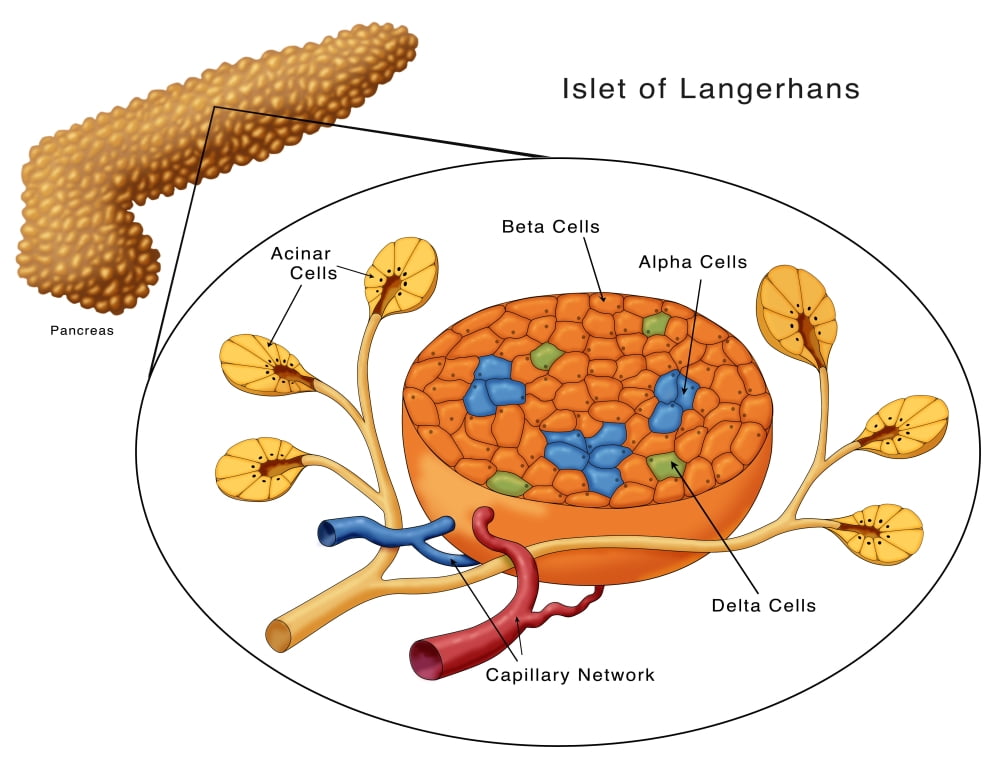 Islets of Langerhans, Diagram Poster Print by Monica Schroeder/Science ...